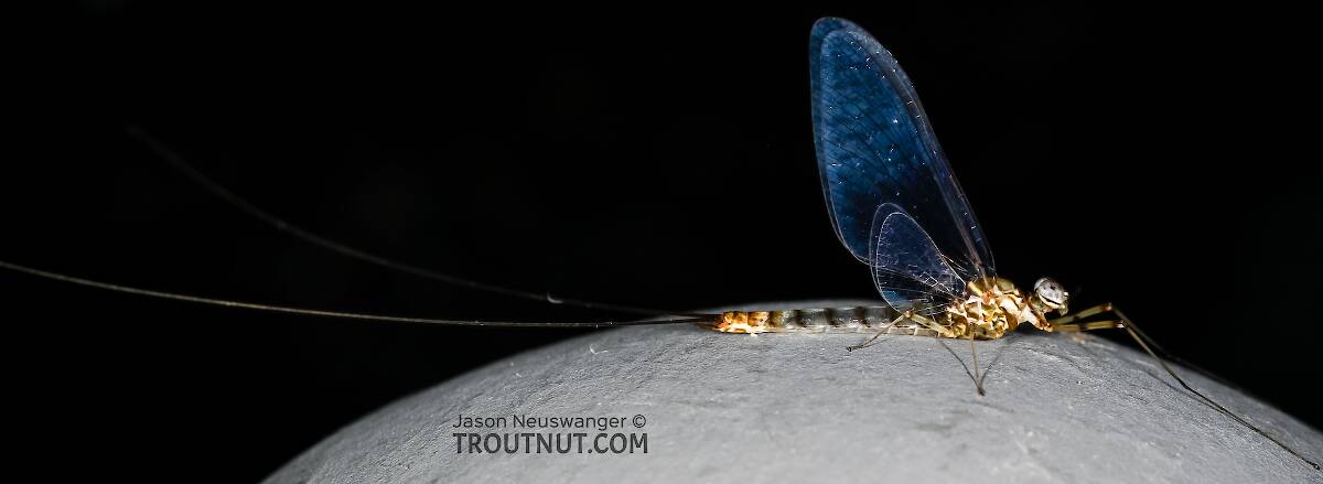 Male Epeorus albertae (Pink Lady) Mayfly Spinner Pictures