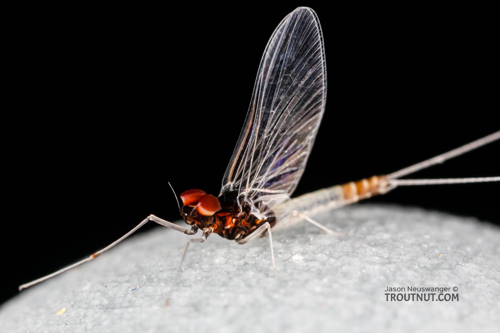 Male Acerpenna pygmaea (Tiny Blue-Winged Olive) Mayfly Spinner Pictures