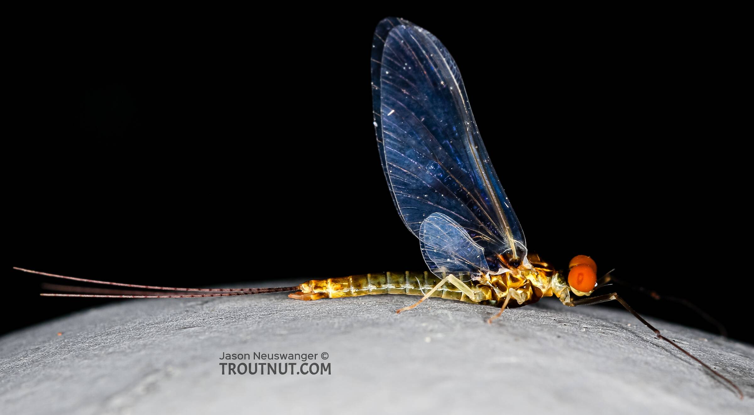 Mayfly Species Ephemerella excrucians (Pale Morning Duns)