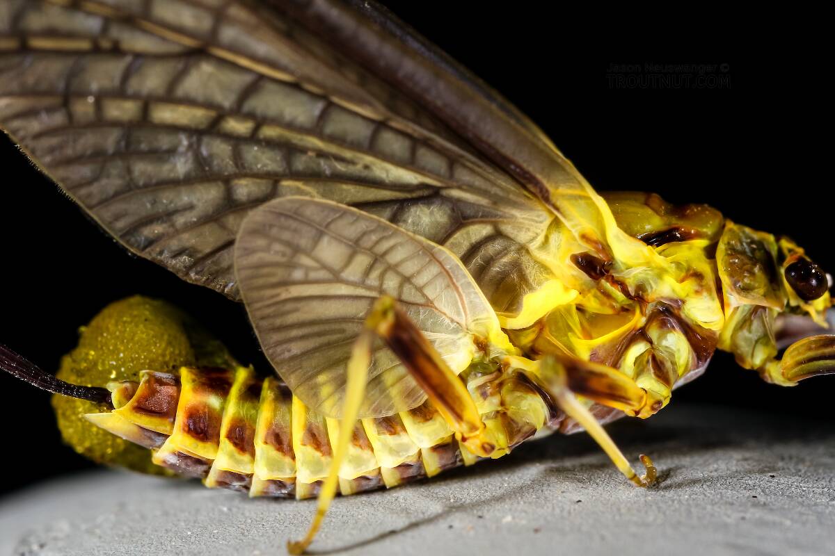 Female Drunella grandis (Western Green Drake) Mayfly Dun Pictures