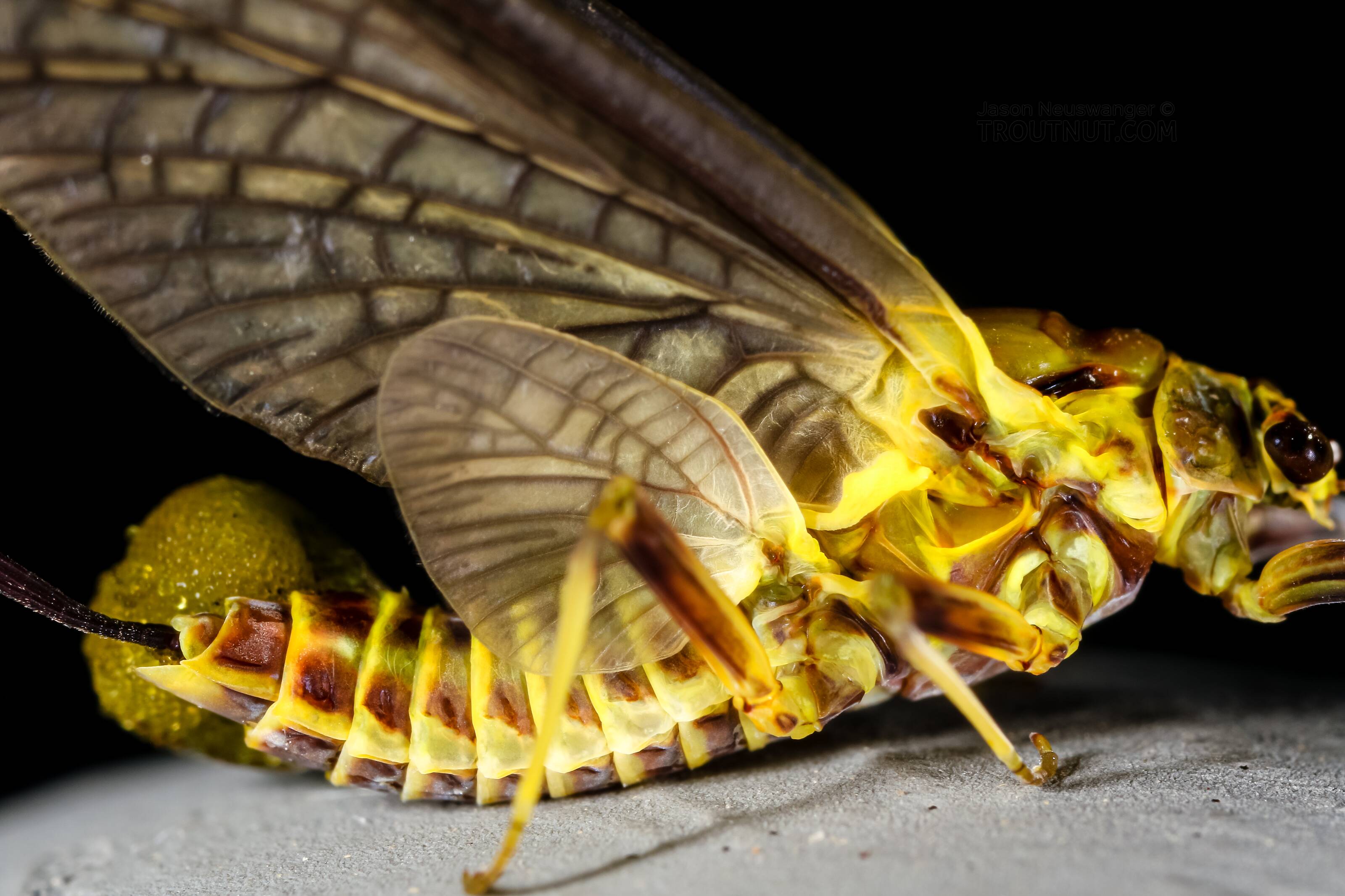 Mayfly Genus Drunella (Blue-Winged Olives)