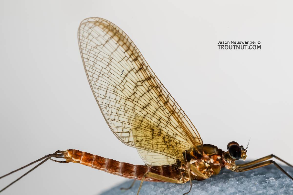 Mayfly Species Cinygmula reticulata (Western Ginger Quills)
