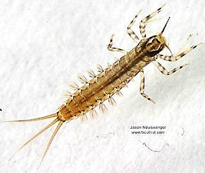 Isonychia (Slate Drake) Mayfly Nymph Pictures