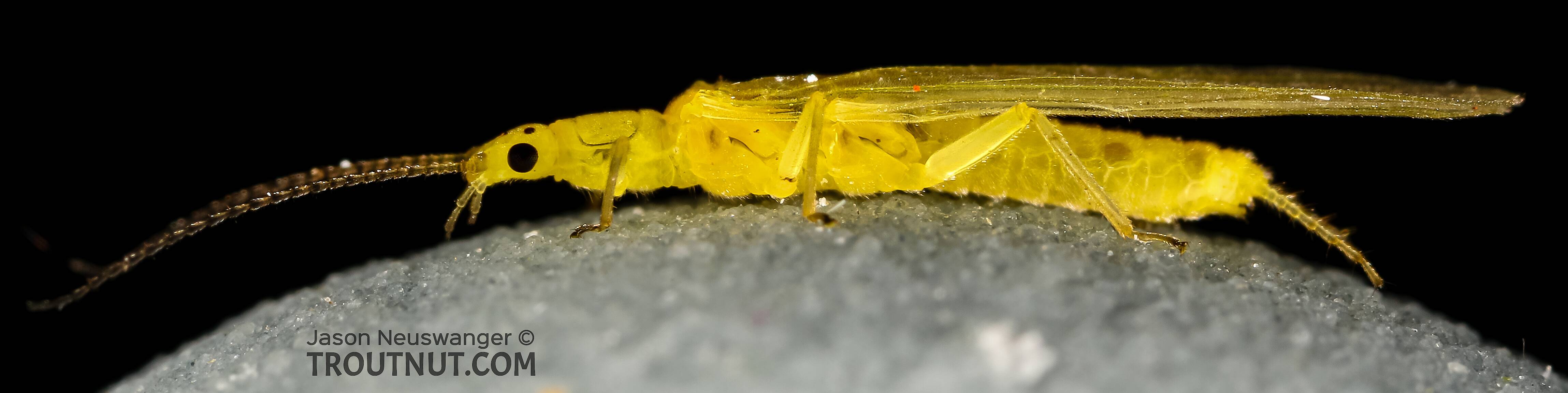 Stonefly Family Chloroperlidae (Sallflies)