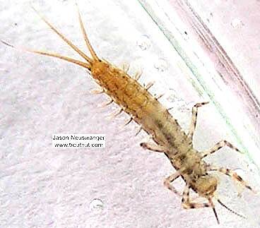 Isonychia (Slate Drake) Mayfly Nymph Pictures