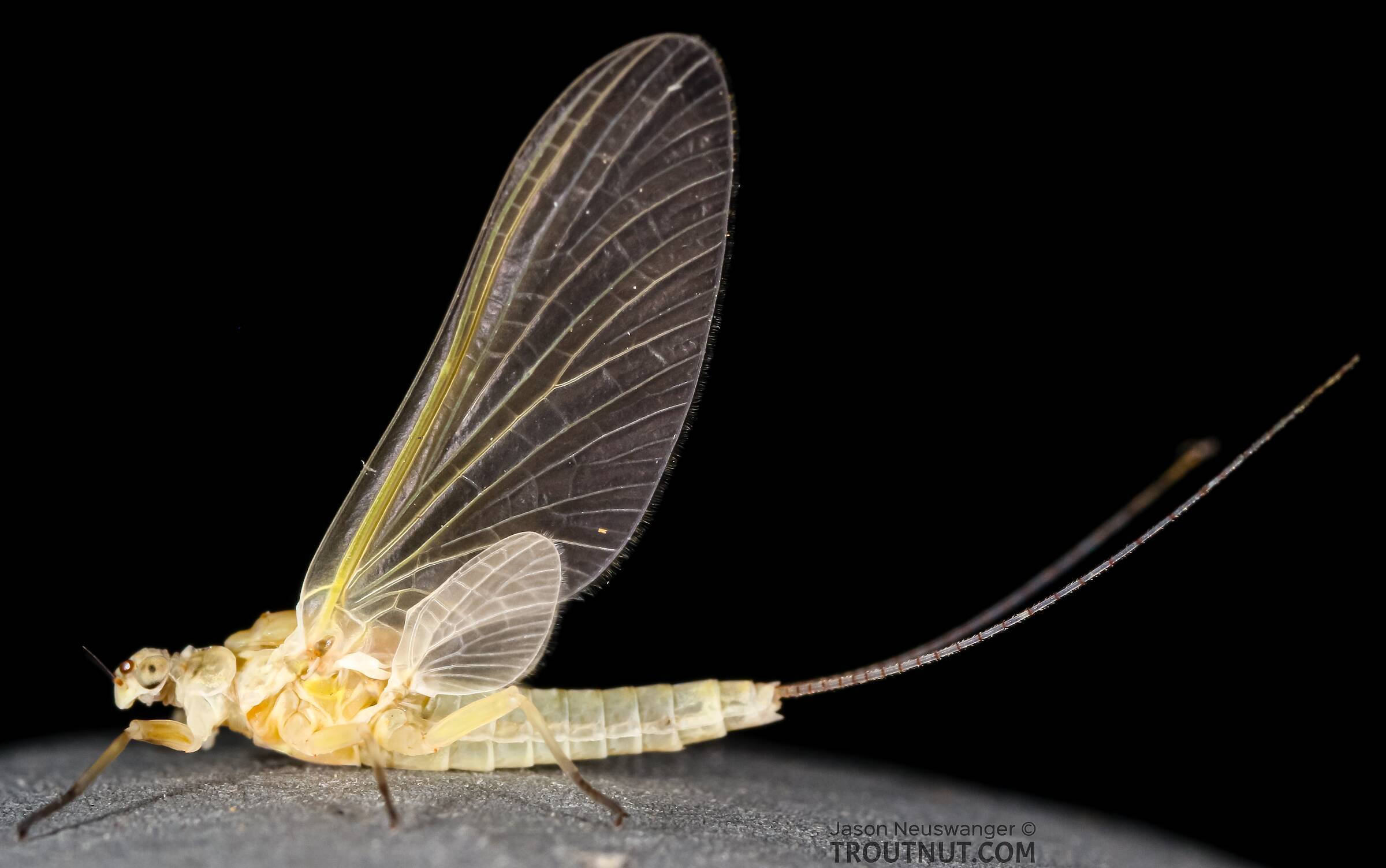 Mayfly Species Ephemerella excrucians (Pale Morning Duns)