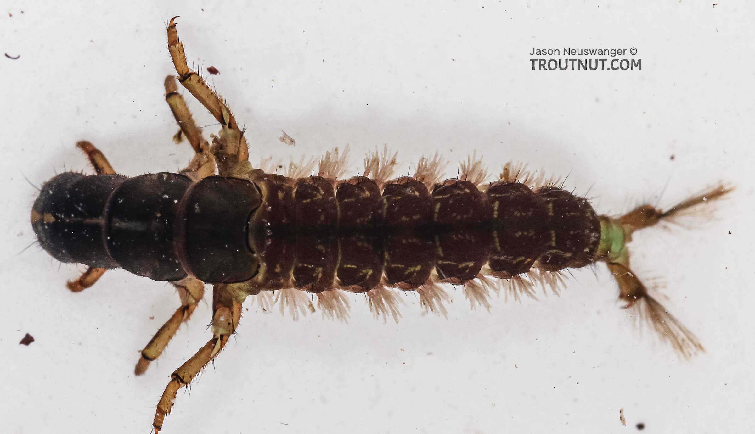 Arctopsyche grandis (Great Gray Spotted Sedge) Caddisfly Larva Pictures