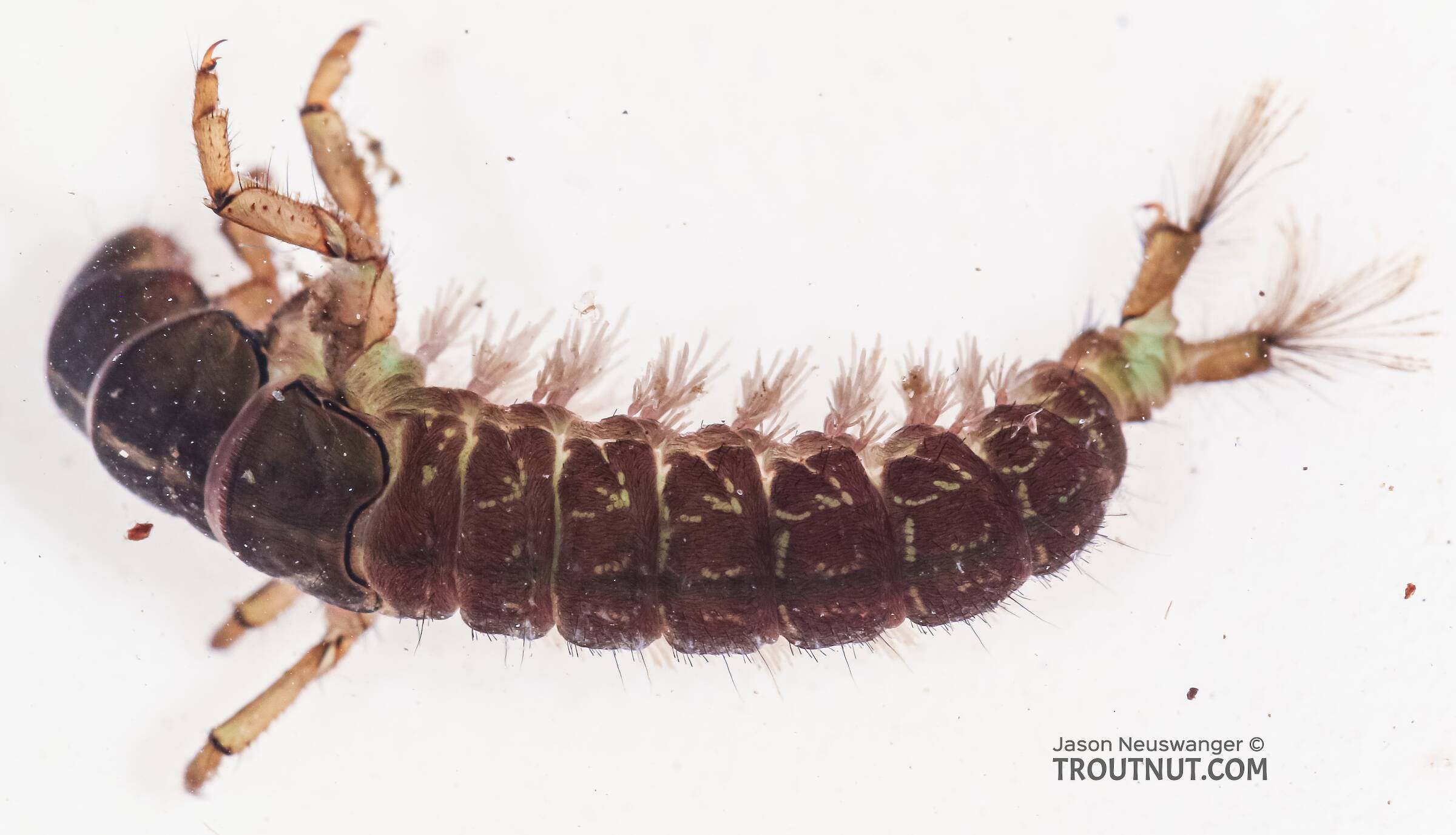 Arctopsyche grandis (Great Gray Spotted Sedge) Caddisfly Larva Pictures