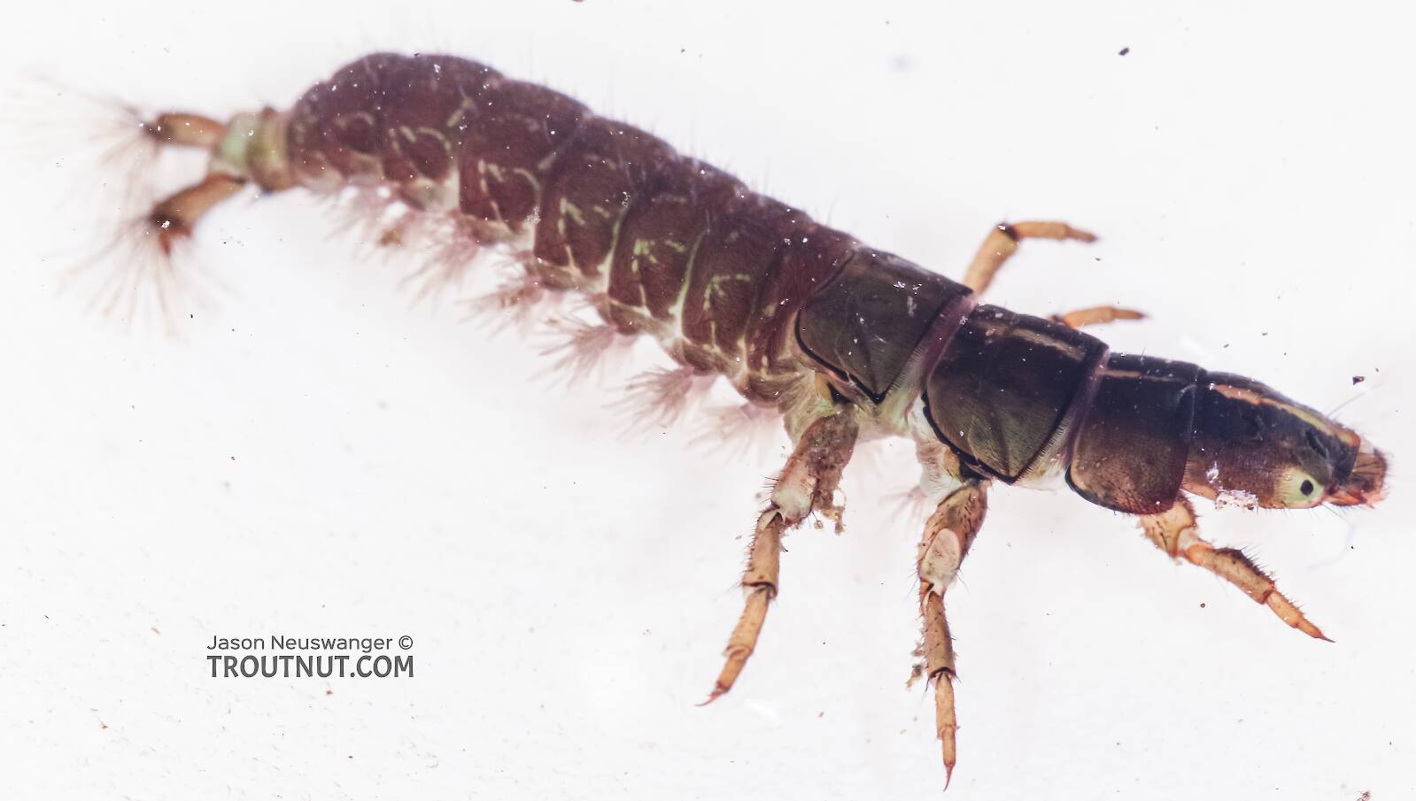 Arctopsyche grandis (Great Gray Spotted Sedge) Caddisfly Larva Pictures