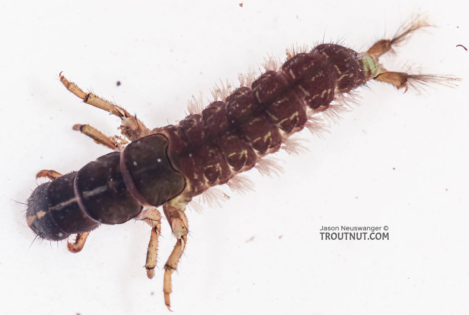 Arctopsyche grandis (Great Gray Spotted Sedge) Caddisfly Larva Pictures