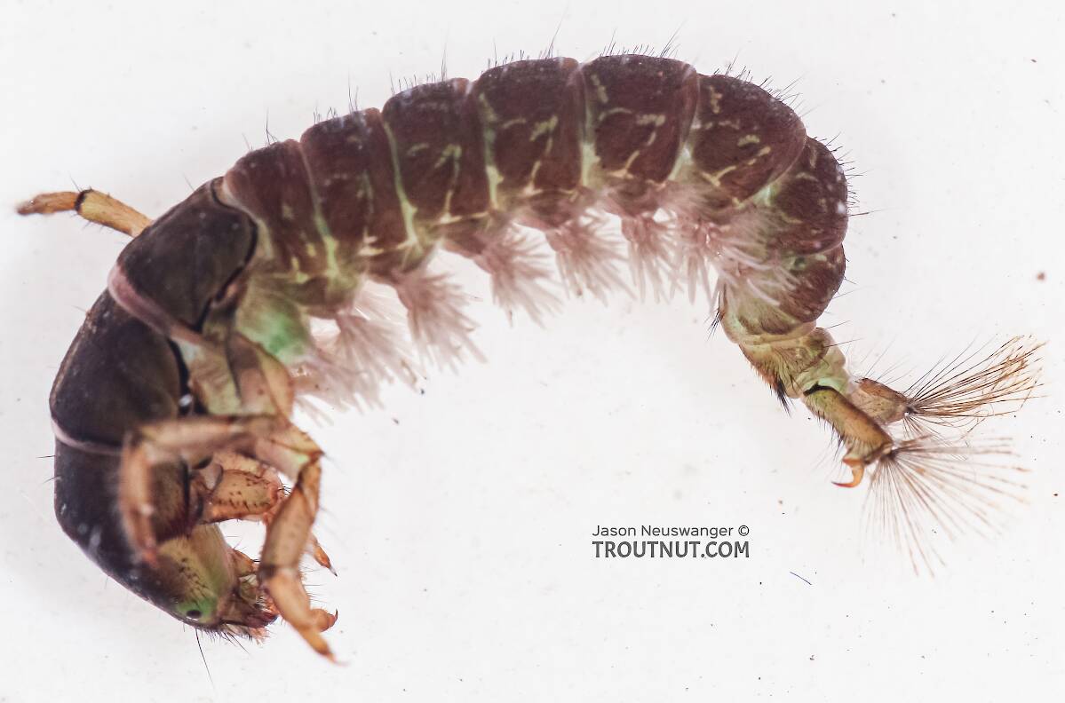 Arctopsyche grandis (Great Gray Spotted Sedge) Caddisfly Larva Pictures