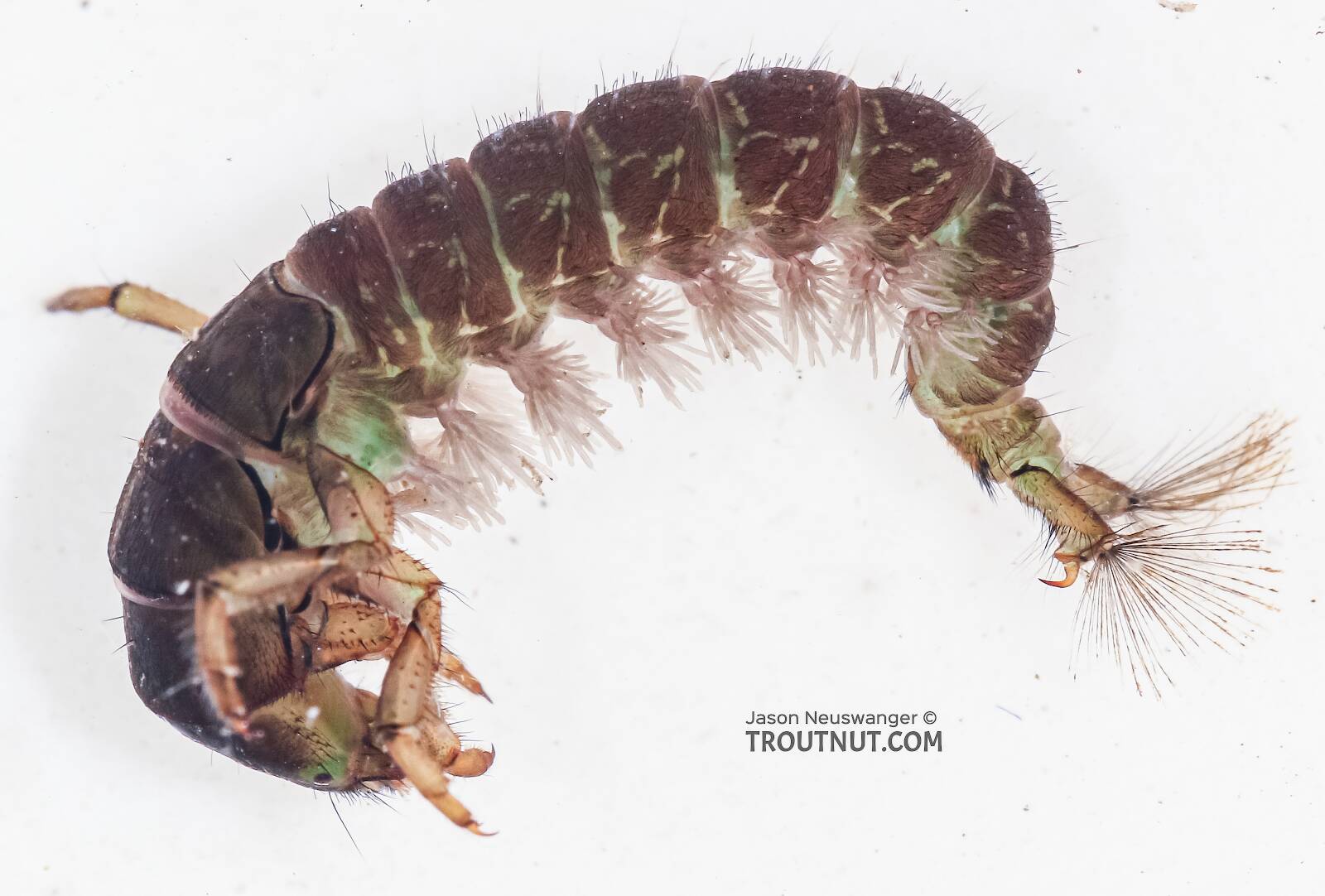 Arctopsyche grandis (Great Gray Spotted Sedge) Caddisfly Larva Pictures