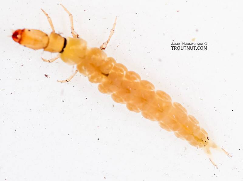 Dolophilodes (Medium Evening Sedge) Caddisfly Larva Pictures