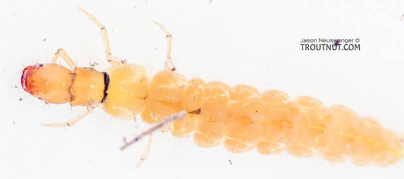 Dolophilodes (Medium Evening Sedge) Caddisfly Larva Pictures