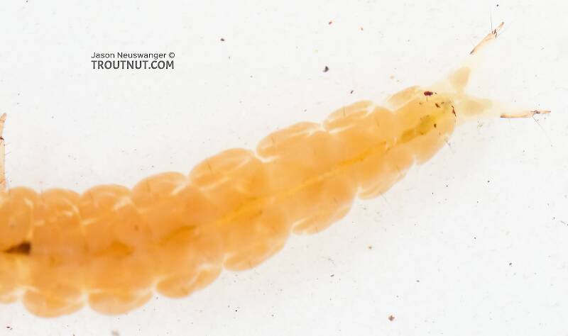 Dolophilodes (Medium Evening Sedge) Caddisfly Larva Pictures