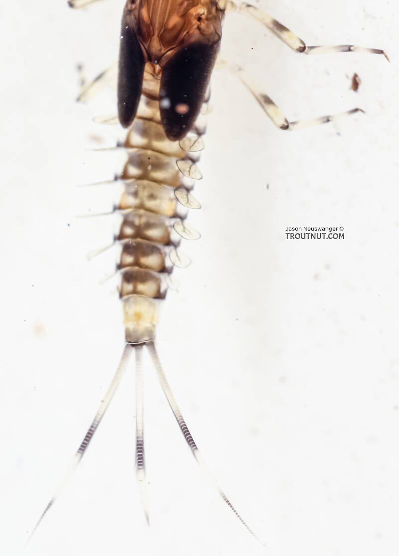 Baetis flavistriga (Dark Blue-Winged Olive) Mayfly Nymph Pictures