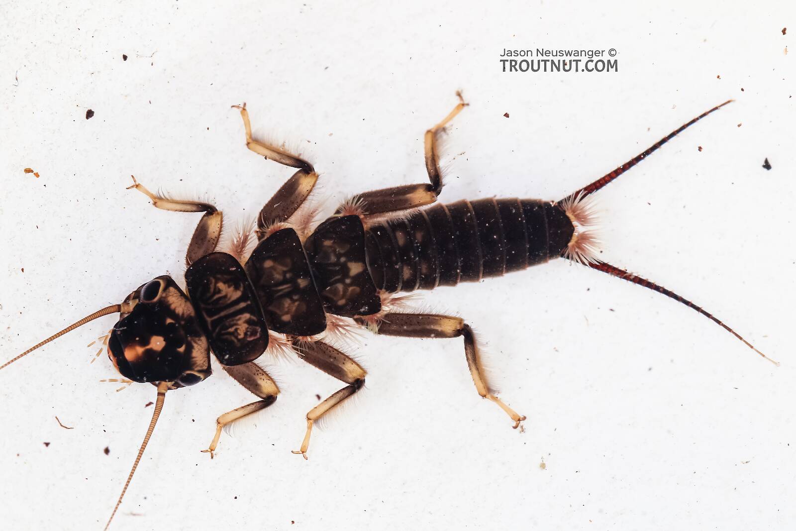 Stonefly Species Hesperoperla pacifica (Golden Stones)