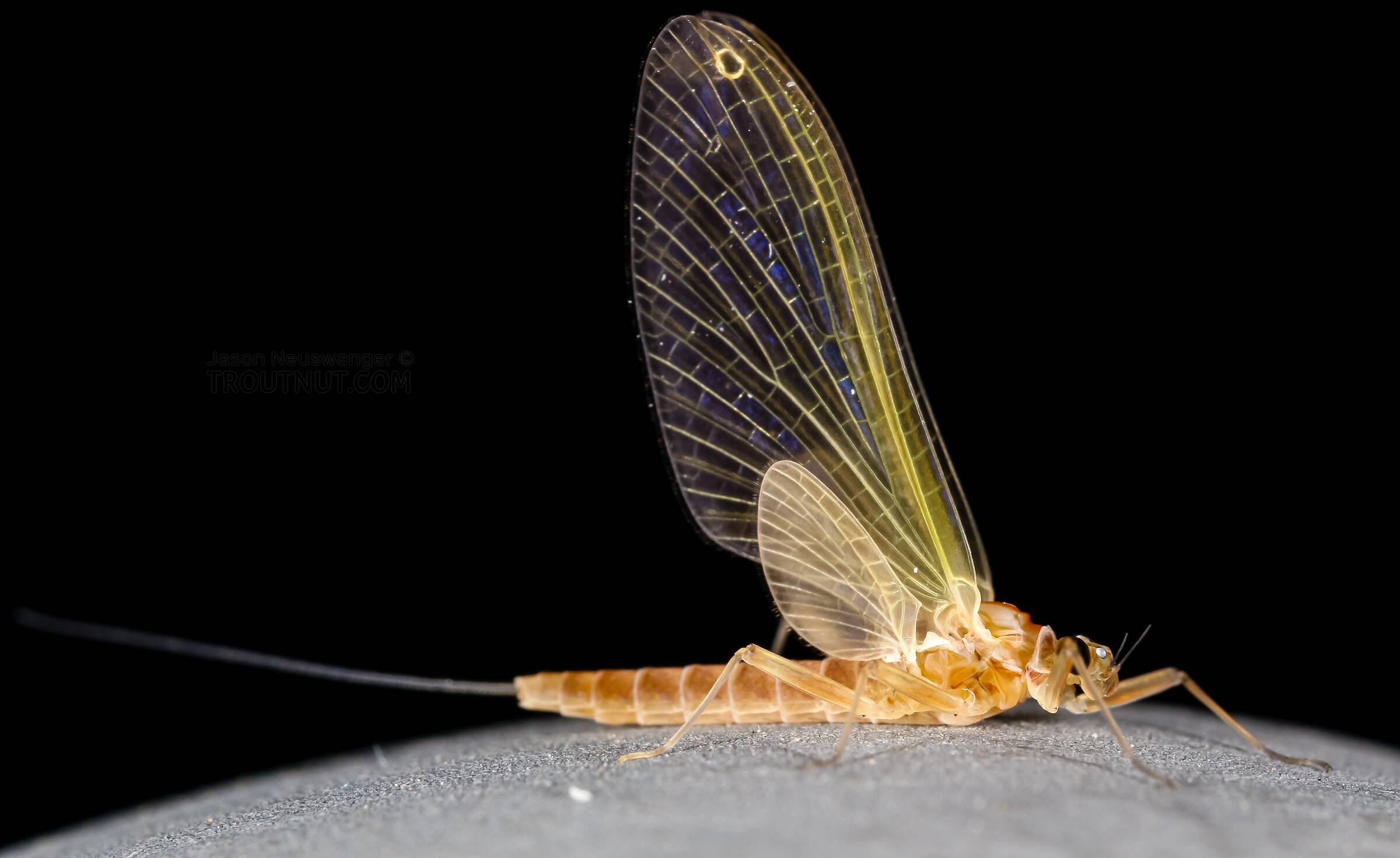 Mayfly Genus Cinygmula (Dark Red Quills)