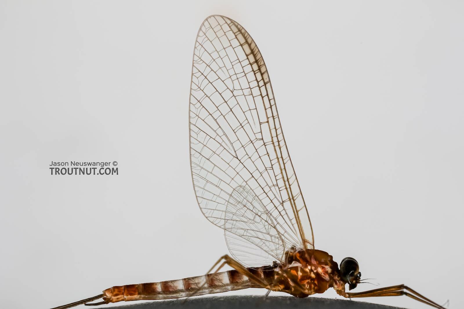 Male Cinygmula ramaleyi (Small Western Gordon Quill) Mayfly Spinner ...