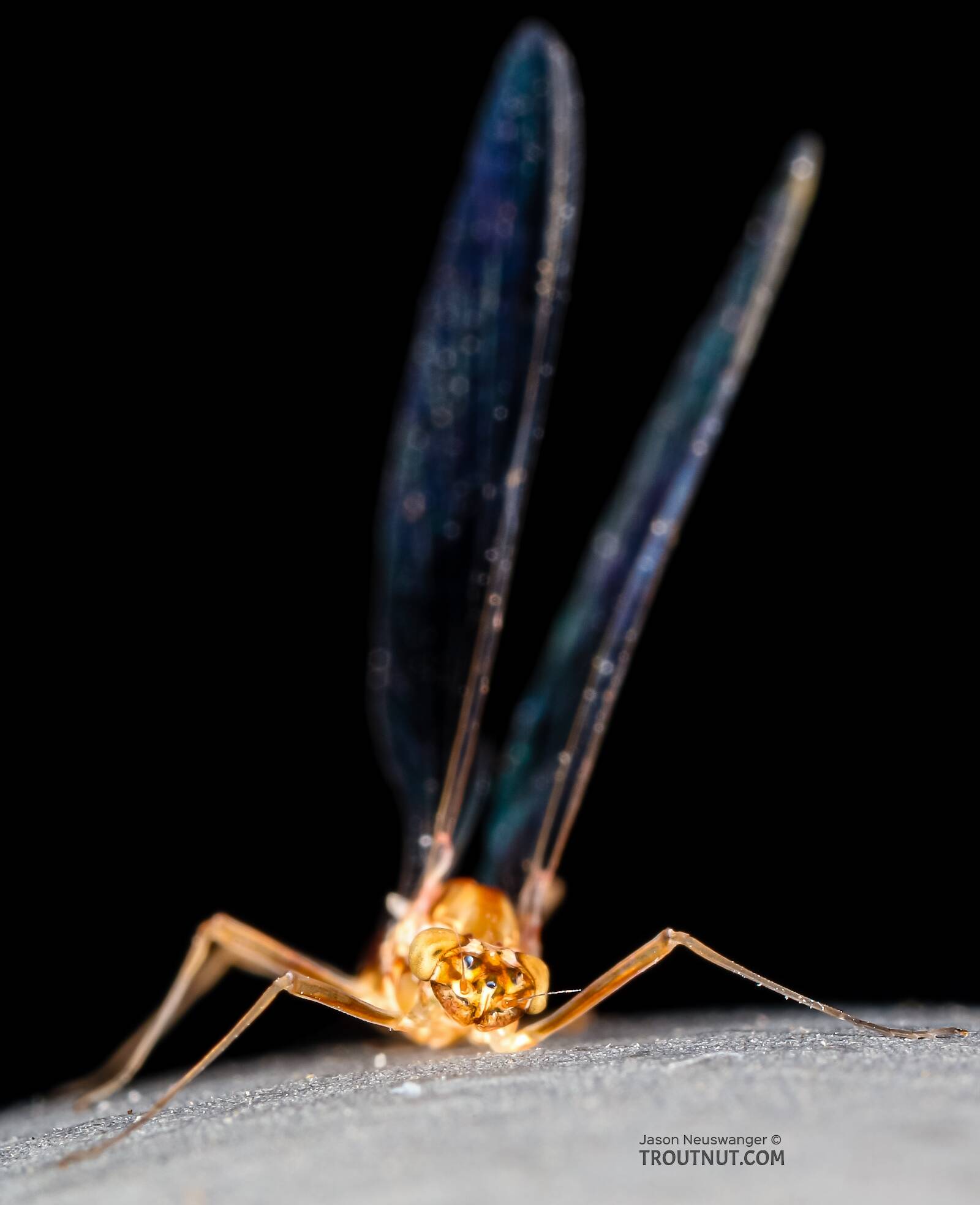 Female Cinygmula ramaleyi (Small Western Gordon Quill) Mayfly Spinner ...