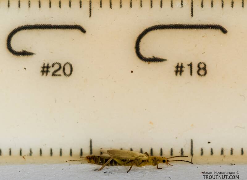 Male Chloroperlidae (Sallfly) Stonefly Adult Pictures