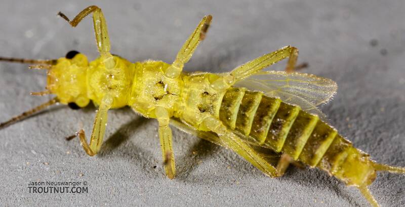Male Chloroperlidae (Sallfly) Stonefly Adult Pictures