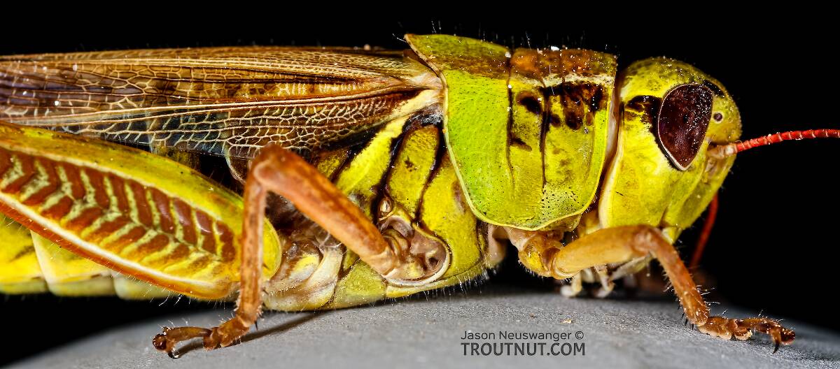 Insect Order Orthoptera (Grasshoppers and Crickets)