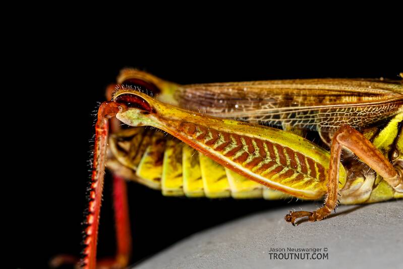 Acrididae (Grasshopper) Insect Adult Pictures
