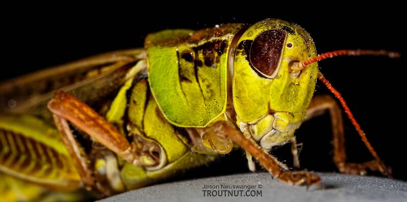 Acrididae (Grasshopper) Insect Adult Pictures