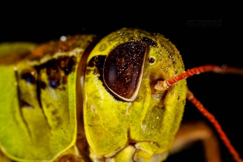 Acrididae (Grasshopper) Insect Adult Pictures