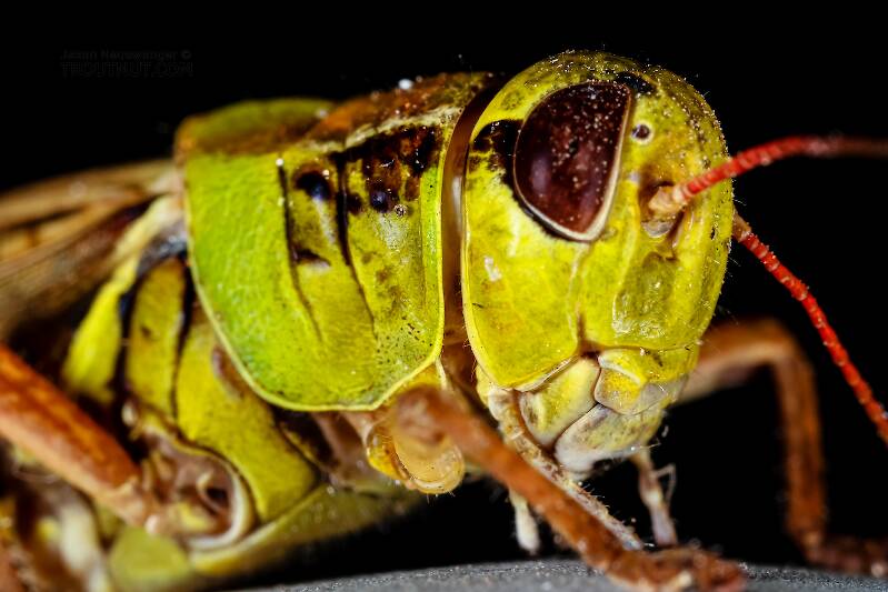 Acrididae (Grasshopper) Insect Adult Pictures