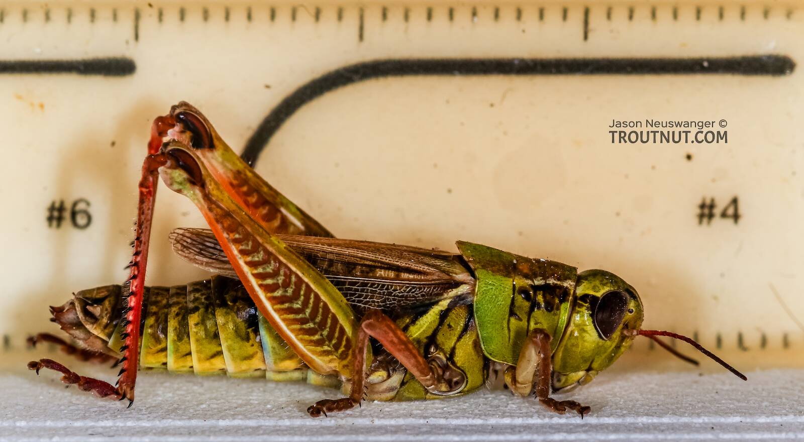 Acrididae (Grasshopper) Insect Adult Pictures