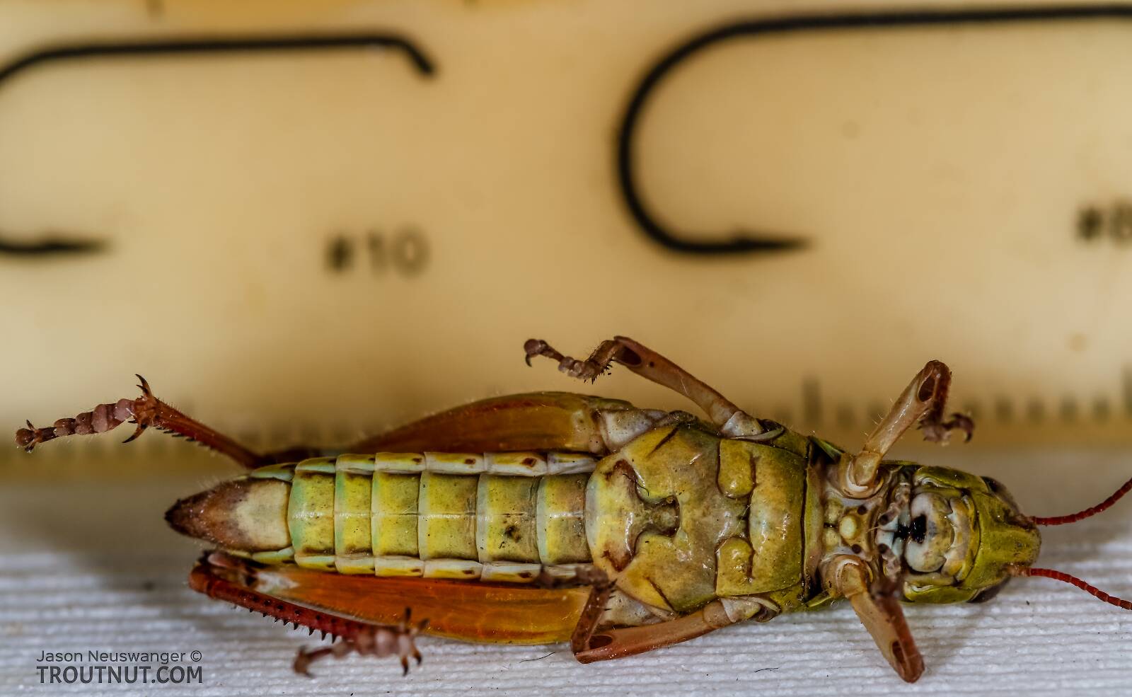 Acrididae (Grasshopper) Insect Adult Pictures