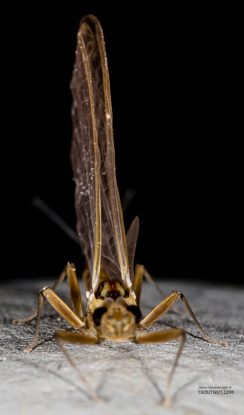 Female Cinygmula (Dark Red Quill) Mayfly Dun Pictures