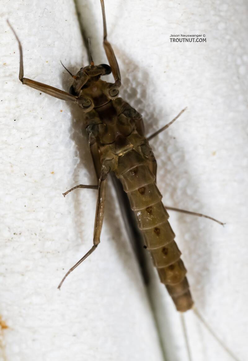 Female Cinygmula (Dark Red Quill) Mayfly Dun Pictures