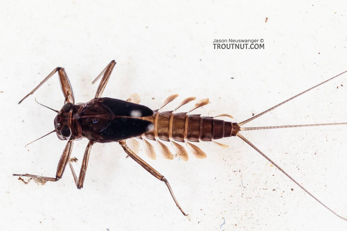 Cinygmula (Dark Red Quill) Mayfly Nymph Pictures