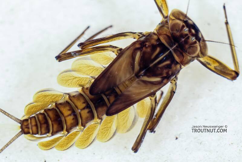 Epeorus deceptivus Mayfly Nymph Pictures