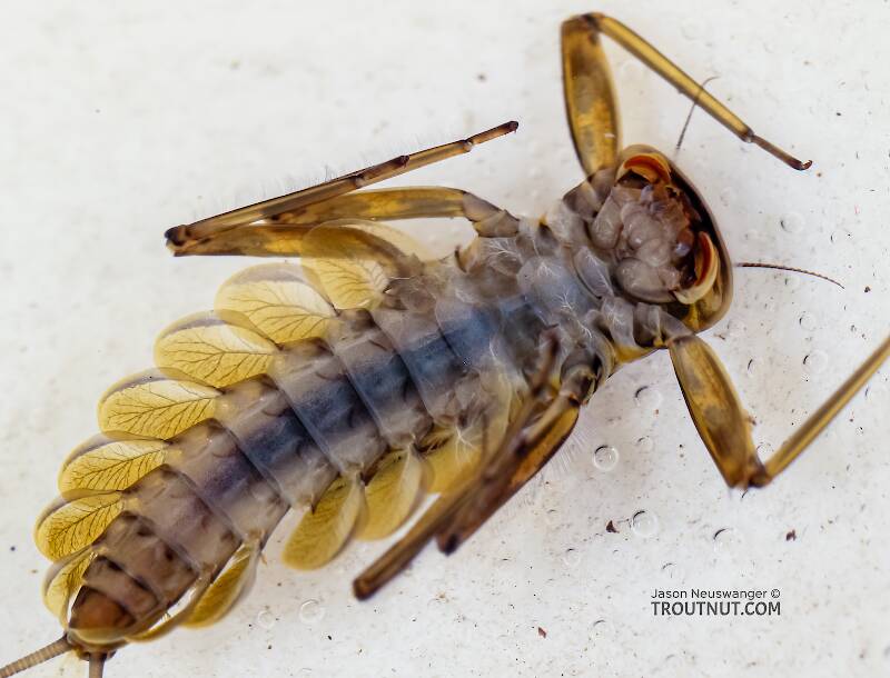 Epeorus deceptivus Mayfly Nymph Pictures