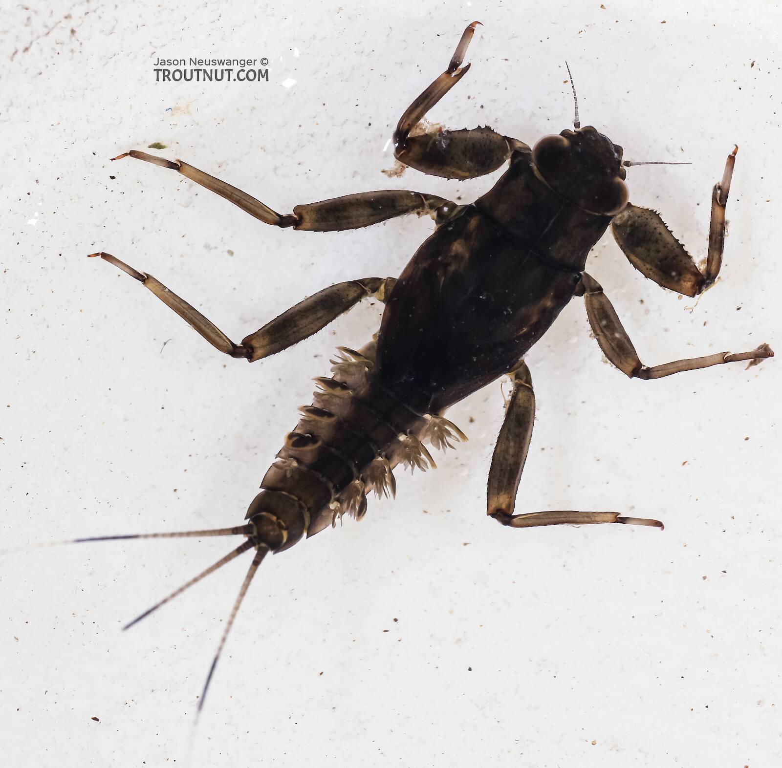 Mayfly Species Drunella coloradensis (Small Western Green Drakes)