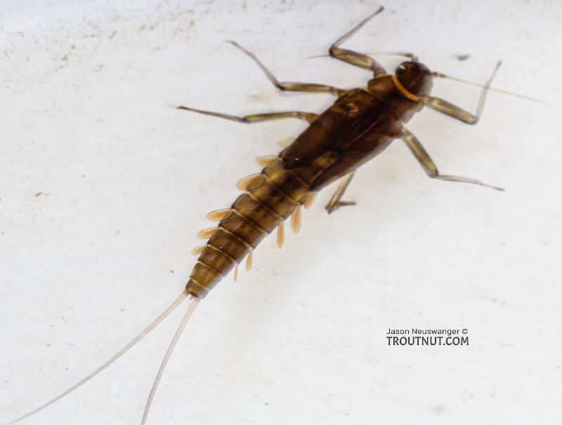 Baetis bicaudatus (BWO) Mayfly Nymph Pictures