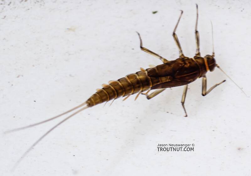 Baetis bicaudatus (BWO) Mayfly Nymph Pictures