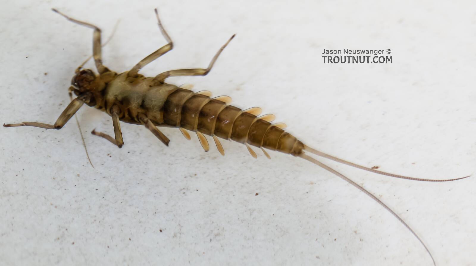 Baetis bicaudatus (BWO) Mayfly Nymph Pictures
