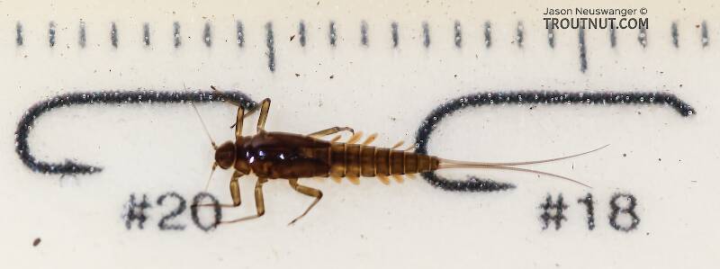 Baetis bicaudatus (BWO) Mayfly Nymph Pictures