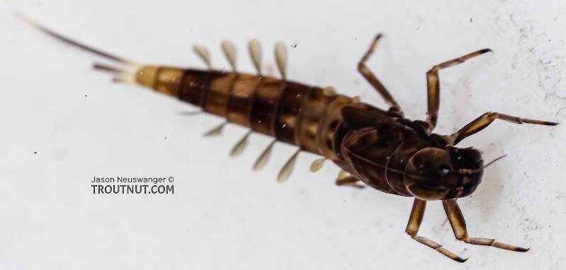 Ameletus (Brown Dun) Mayfly Nymph Pictures