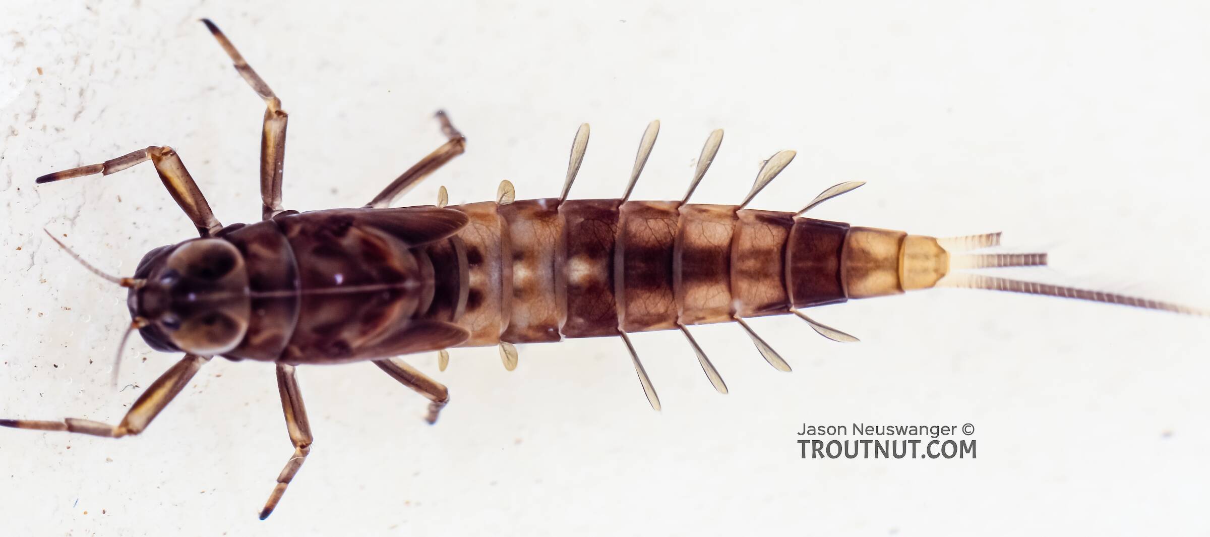 Mayfly Genus Ameletus (Brown Duns)