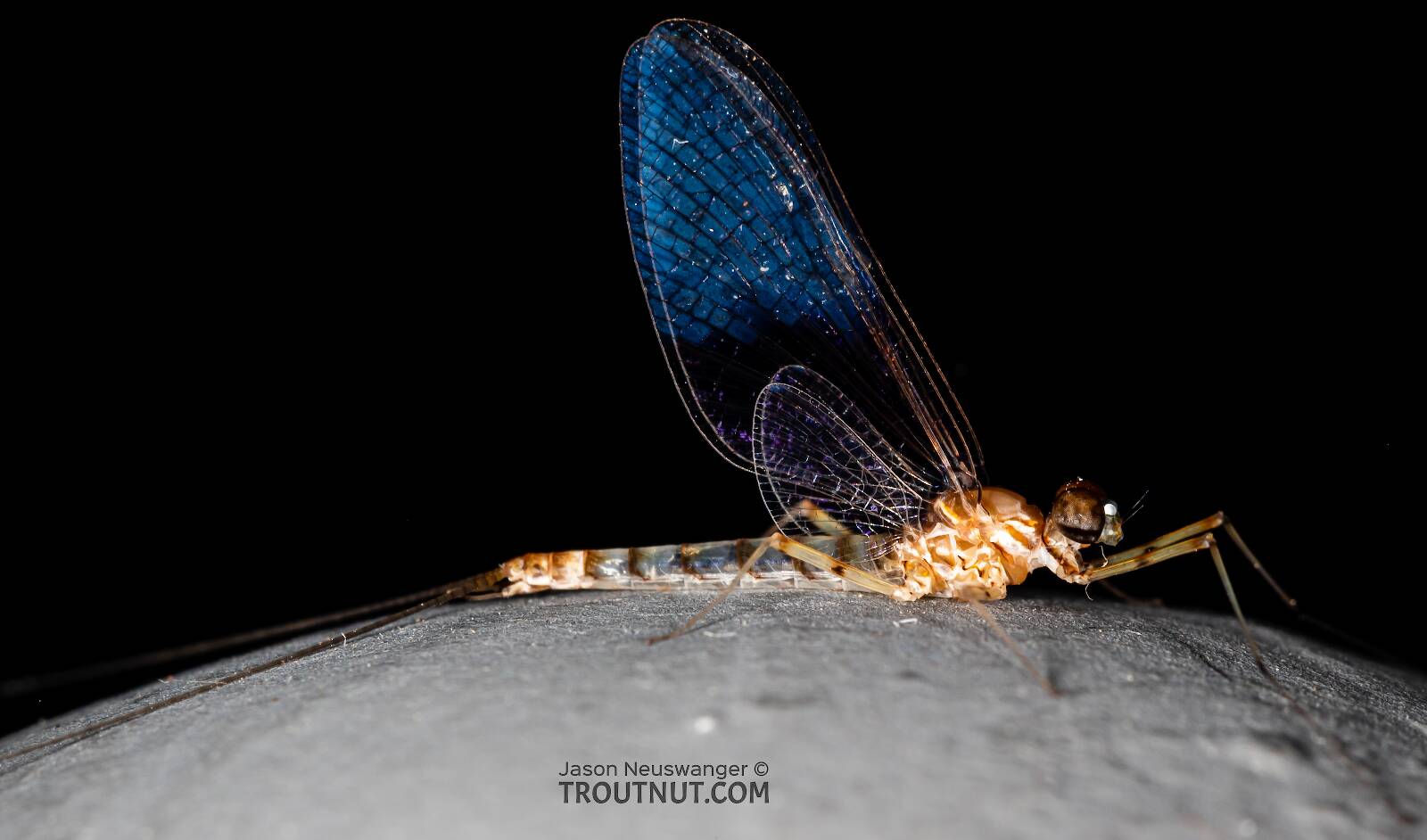 Male Epeorus albertae (Pink Lady) Mayfly Spinner Pictures