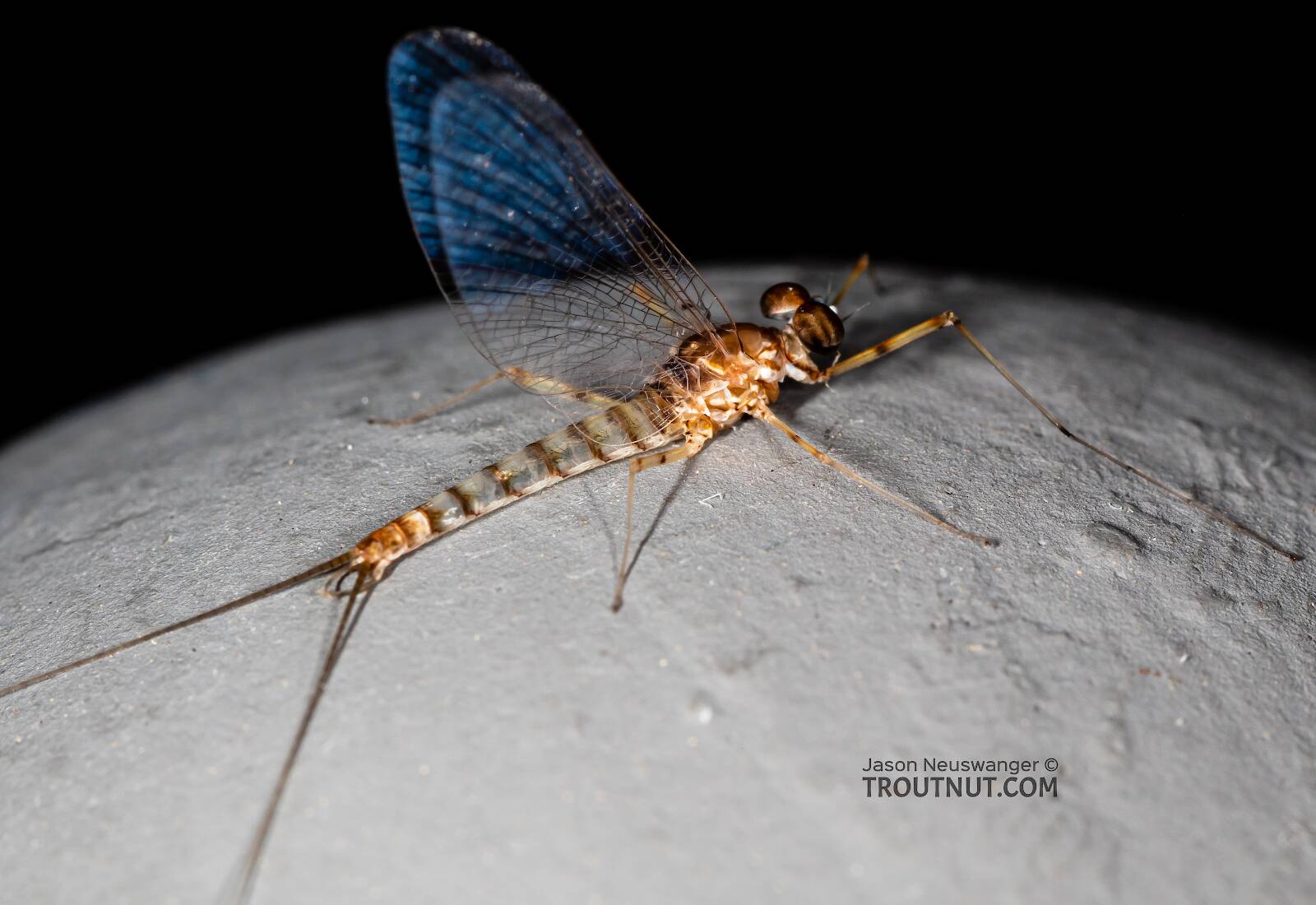 Male Epeorus albertae (Pink Lady) Mayfly Spinner Pictures