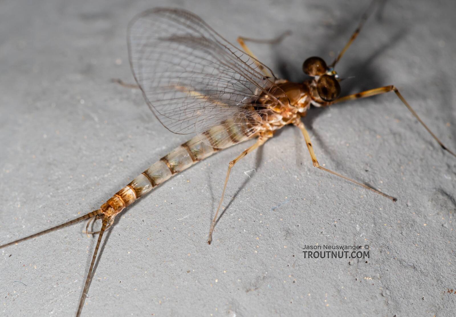 Male Epeorus albertae (Pink Lady) Mayfly Spinner Pictures