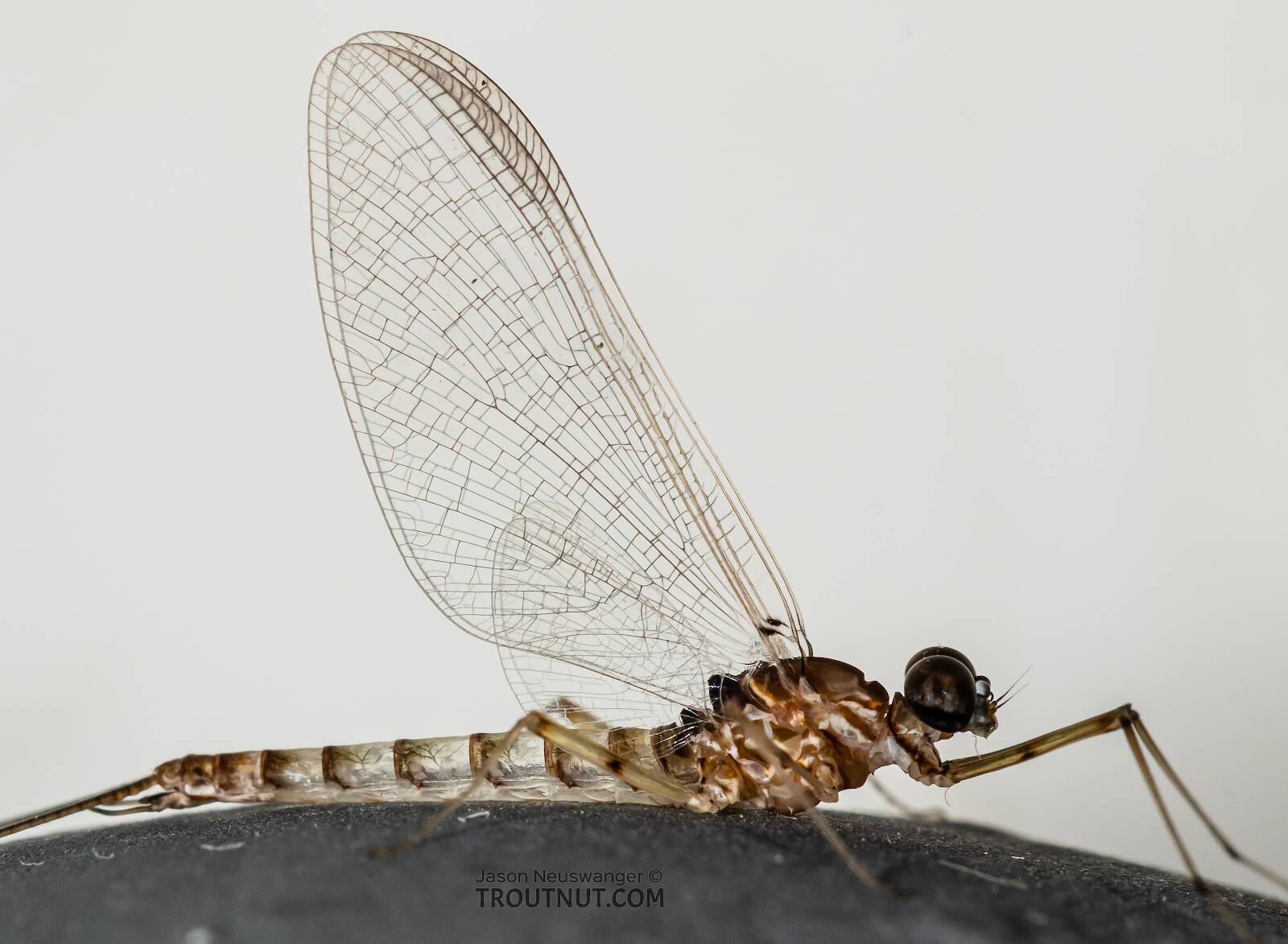 Male Epeorus albertae (Pink Lady) Mayfly Spinner Pictures