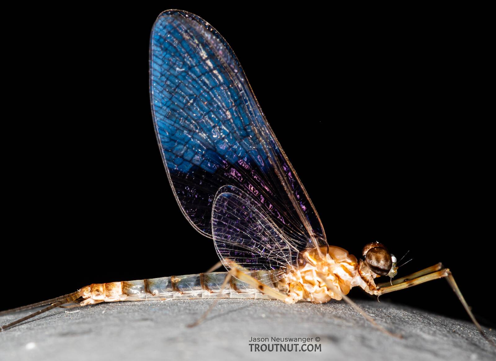 Mayfly Species Epeorus albertae (Pink Ladies)